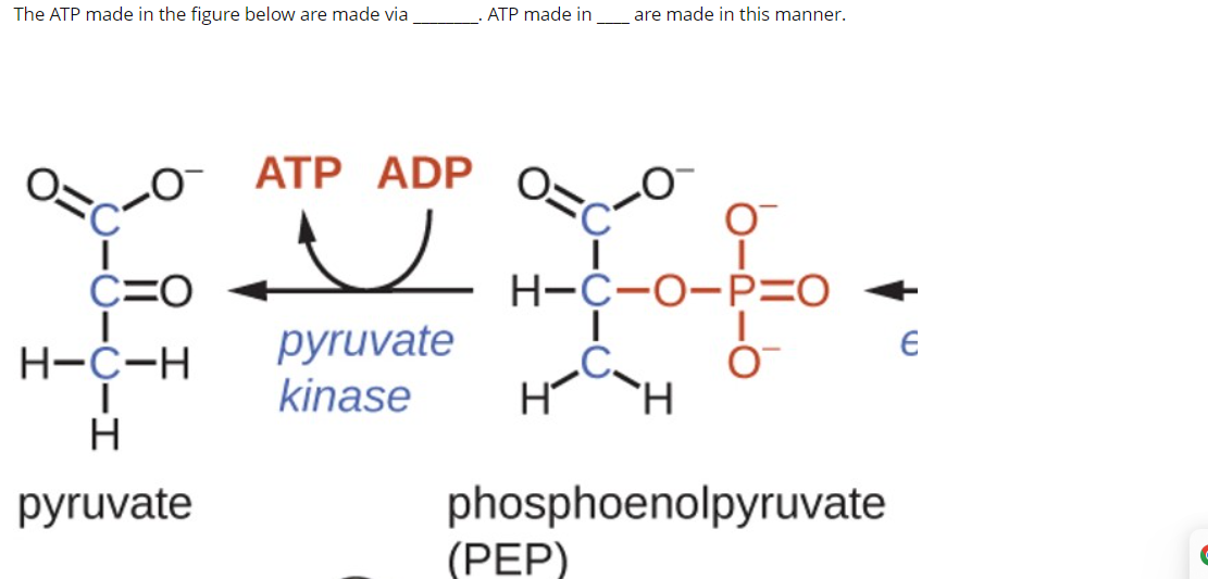 Solved ATP | Chegg.com