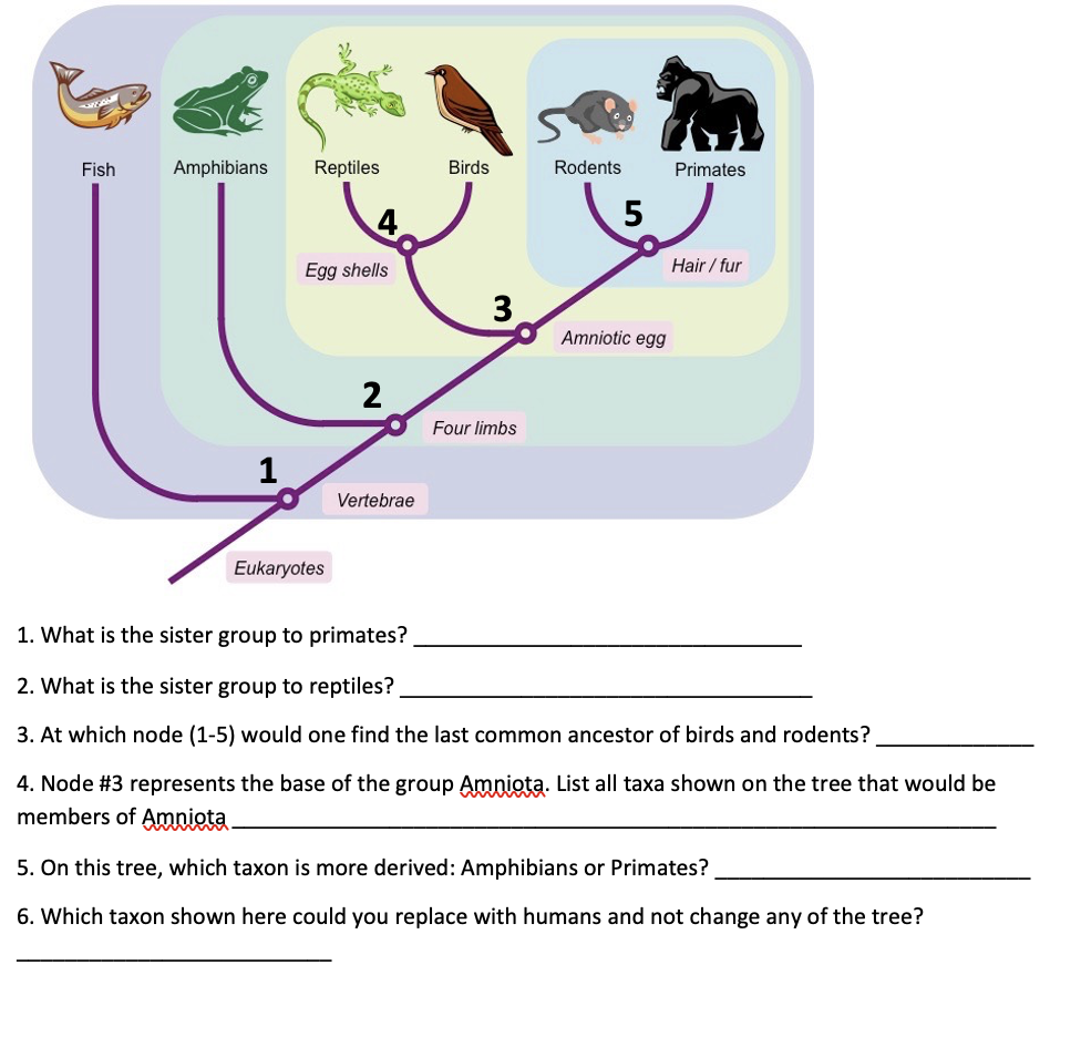 Solved What is the sister group to primates?What is the | Chegg.com