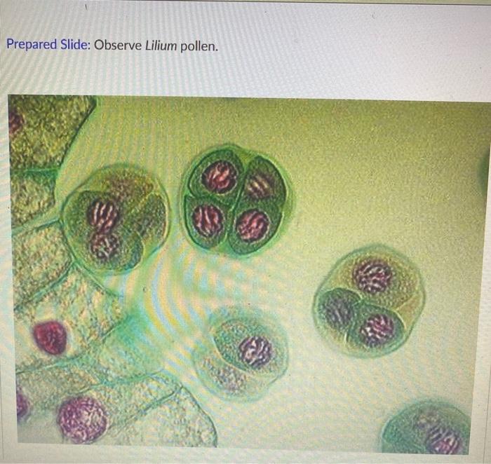Solved Prepared Slide: Observe Lilium pollen. The | Chegg.com