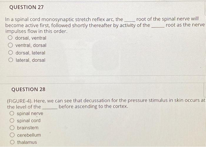 Solved In a spinal cord monosynaptic stretch reflex arc, the | Chegg.com