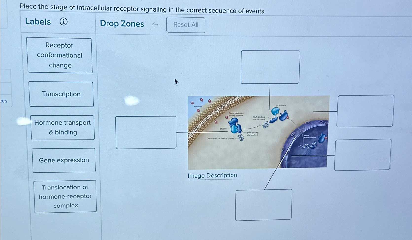 Solved Place the stage of intracellular receptor signaling | Chegg.com