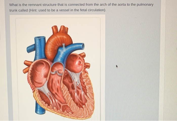 Solved What is the remnant structure that is connected from | Chegg.com
