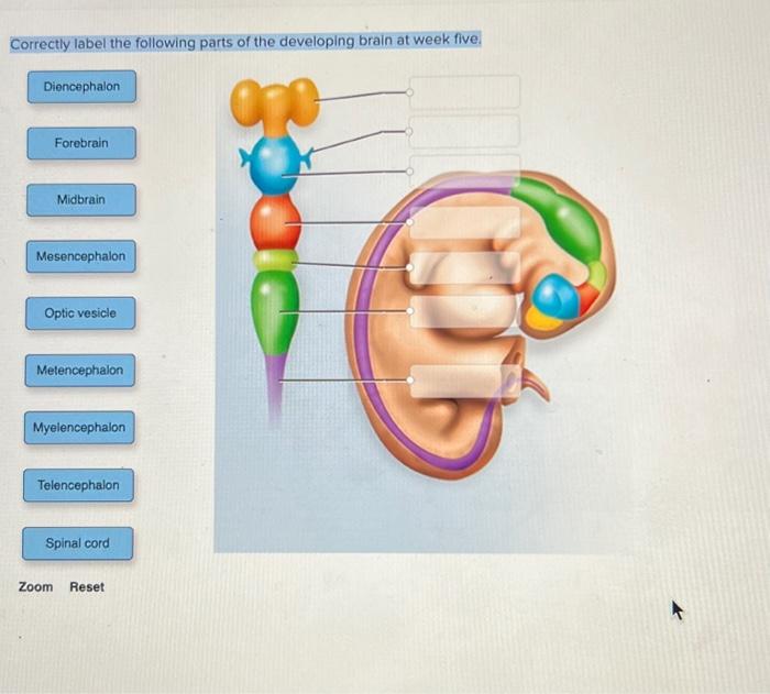 Solved Correctly label the following parts of the developing | Chegg.com