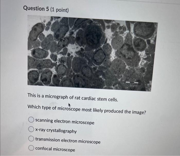 Solved Question 5 (1 point) This is a micrograph of rat | Chegg.com