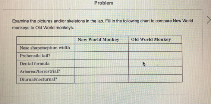 New World Monkey Teeth Shape