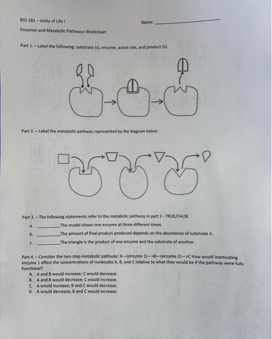 Solved Name: BIO 181 - Unity of Life! Enzymes and Metabolic | Chegg.com