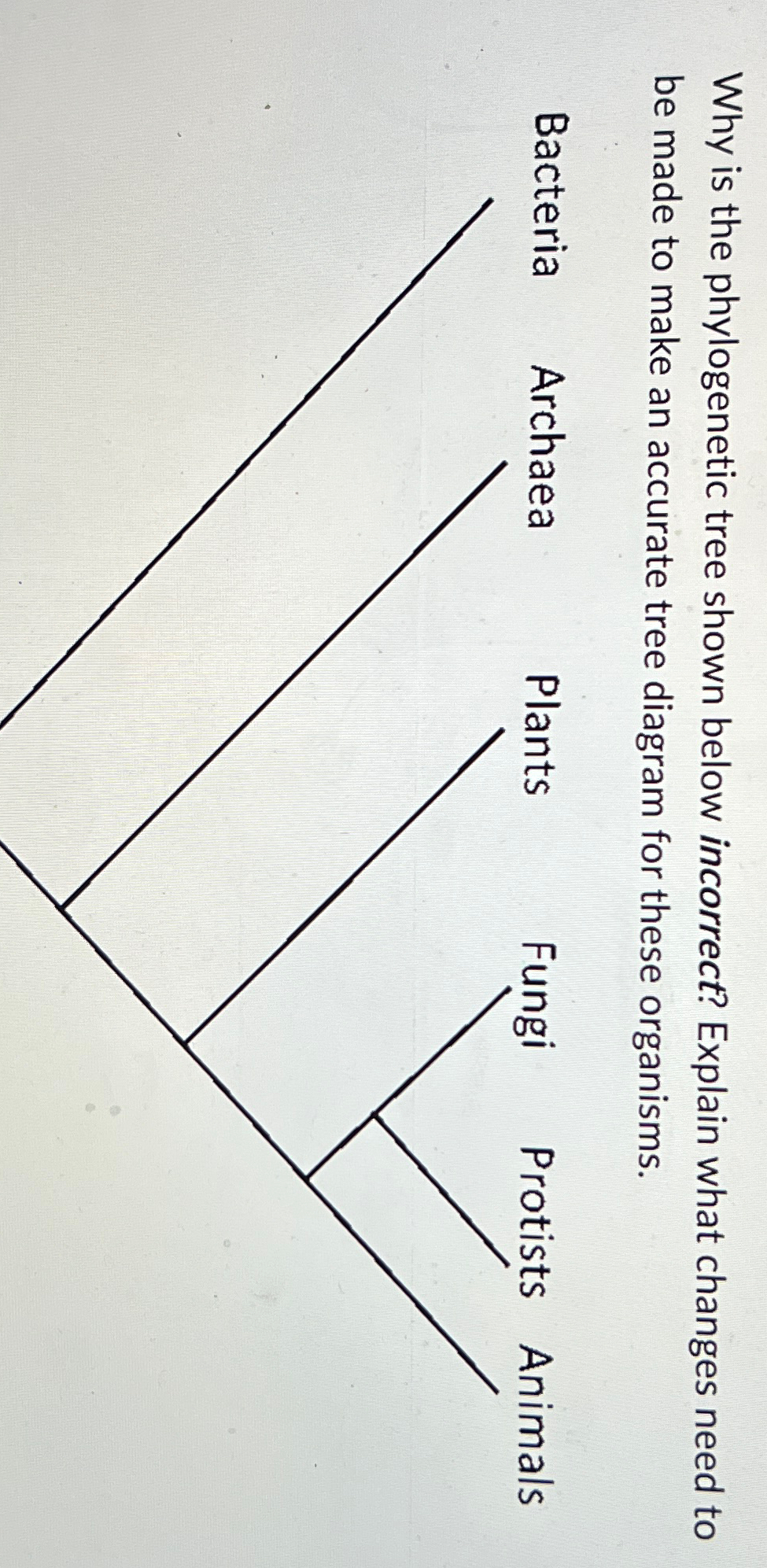 Solved Why is the phylogenetic tree shown below incorrect? | Chegg.com