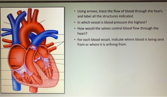 Solved Using arrows, trace the flow of blood through the | Chegg.com