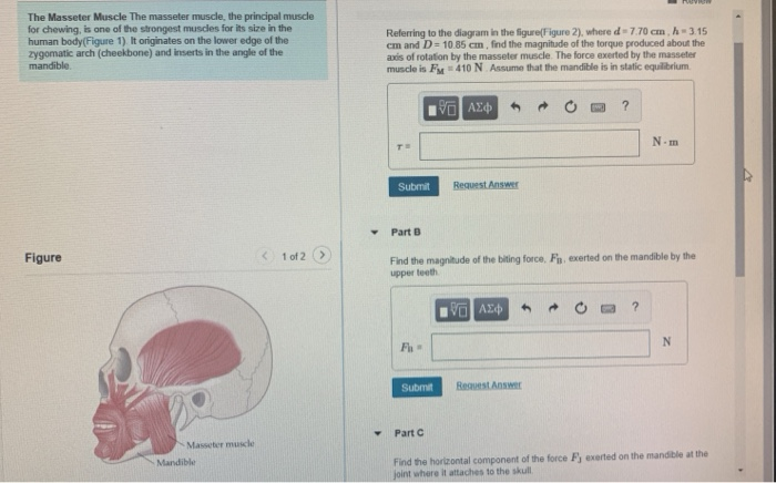 The Masseter Muscle The masseter muscle, the | Chegg.com