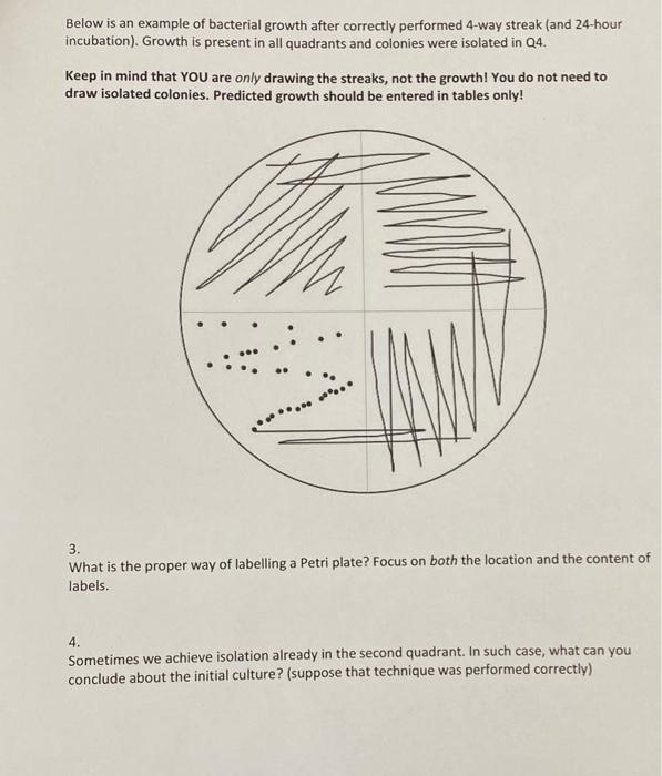 Solved Below is an example of bacterial growth after | Chegg.com