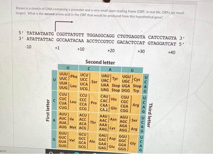 Solved Shown is a stretch of DNA containing a promoter and a | Chegg.com