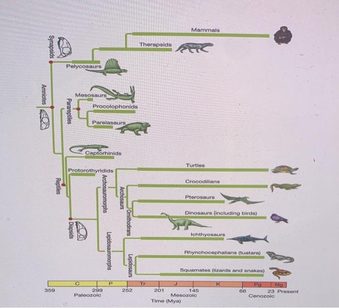 Solved Mammals Synapsids Therapsids RR Pelycosaurs Amniotes | Chegg.com