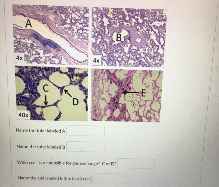 Solved С 3L B A. D Name the pouch-like structure labeled A | Chegg.com