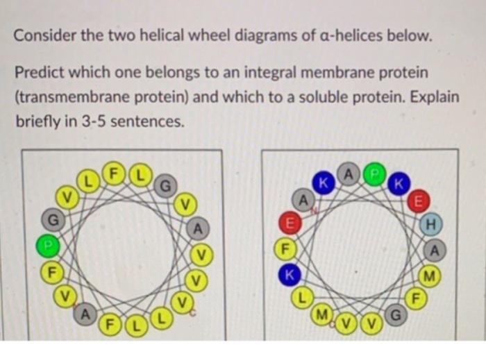 Solved Consider the two helical wheel diagrams of a-helices | Chegg.com