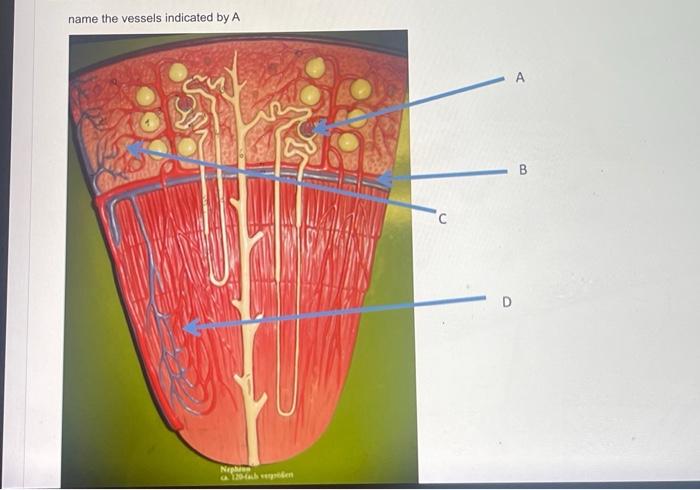 Solved name the vessels indicated by A | Chegg.com