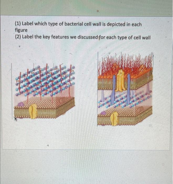 Solved (1) Label which type of bacterial cell wall is | Chegg.com