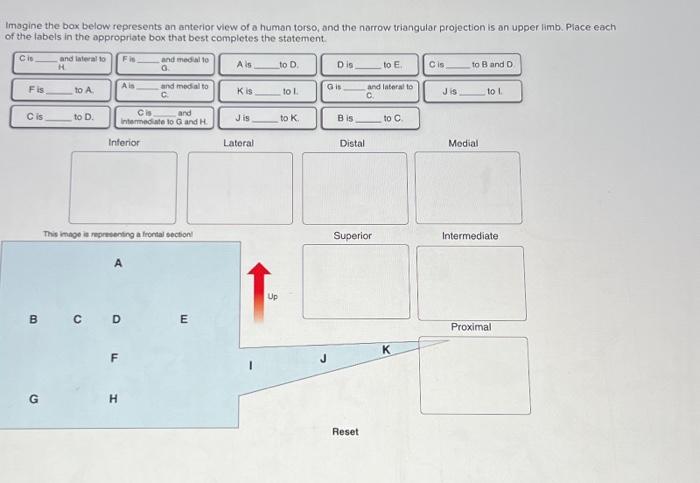 Solved Imagine the box below represents an anterior view of | Chegg.com