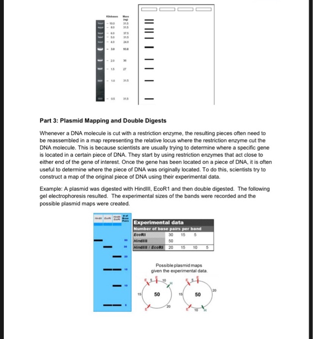 Solved Part 1: Recombinant DNA and Restriction Enzymes Data: | Chegg.com