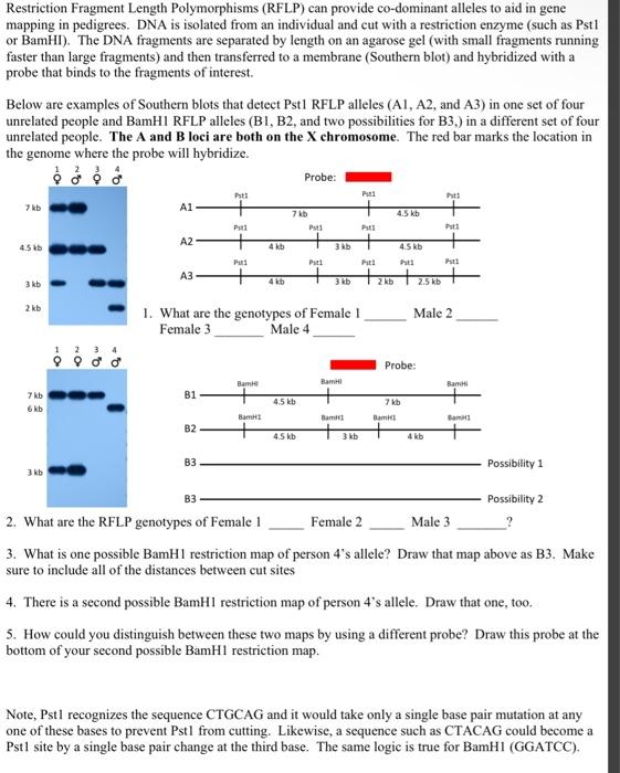 Solved Restriction Fragment Length Polymorphisms (RFLP) can | Chegg.com