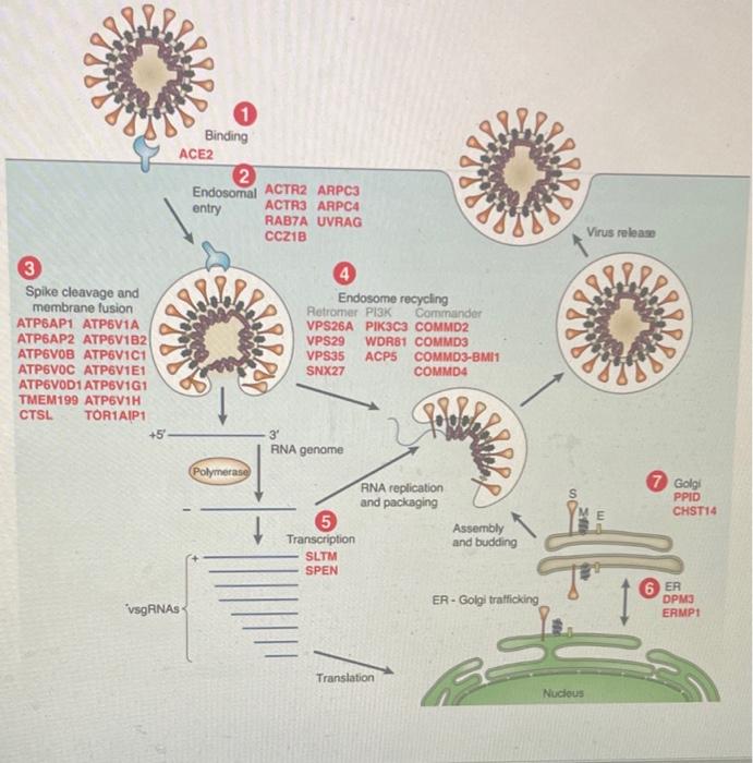 Solved Binding ACE2 2 Endosomal ACTR2 ARPC3 entry ACTR3 | Chegg.com