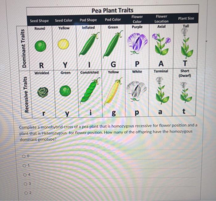Solved Pea Plant Traits Flower Pod Shape Pod Color Color | Chegg.com