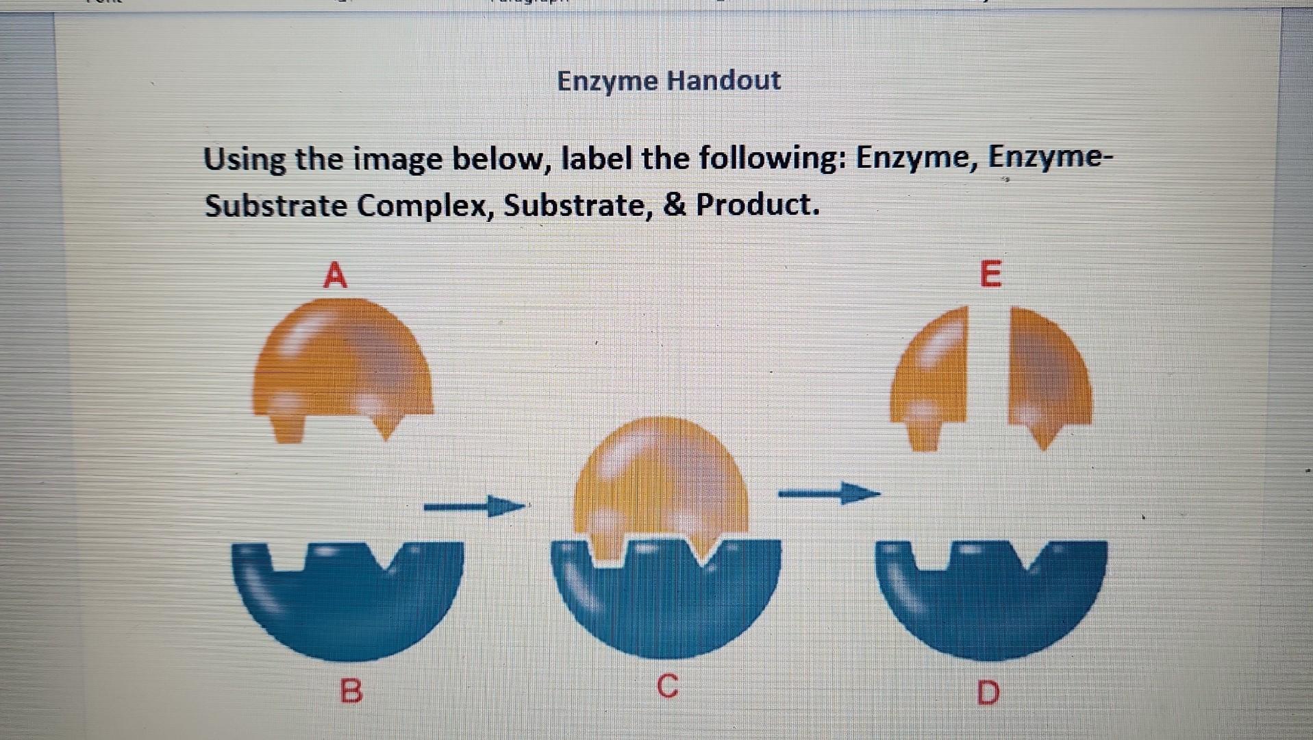 Solved Using the image below, label the following: Enzyme, | Chegg.com