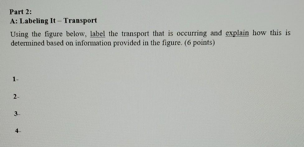 Solved Part 2: A: Labeling It - Transport Using the figure | Chegg.com