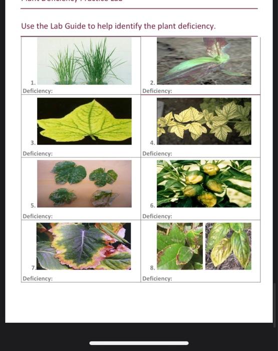 Solved Plant Deficiency Lab Guide Plant Deficiency Example | Chegg.com