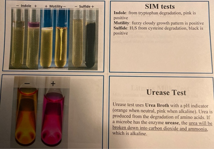 Table 15.2: IMVIC Tests Fermentation of Sugars SIM | Chegg.com