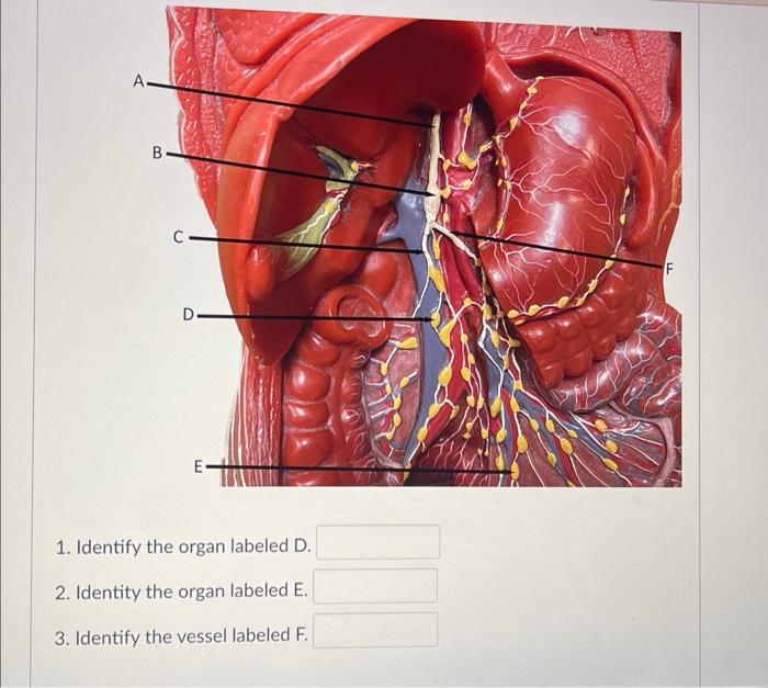 Solved 1. Identify the organ labeled D. 2. Identity the | Chegg.com Solved 1. Identify the organ labeled D. 2. Identity the | Chegg.com