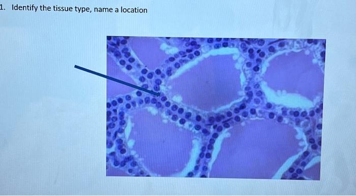 Solved Identify the name of each of the following tissue | Chegg.com