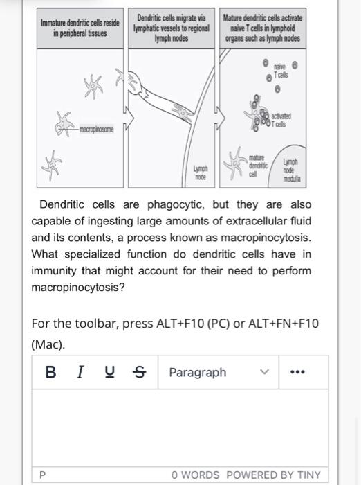 Solved Dendritic cells are phagocytic, but they are also | Chegg.com
