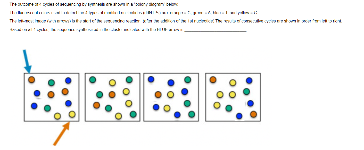 Solved The outcome of 4 ﻿cycles of sequencing by synthesis | Chegg.com
