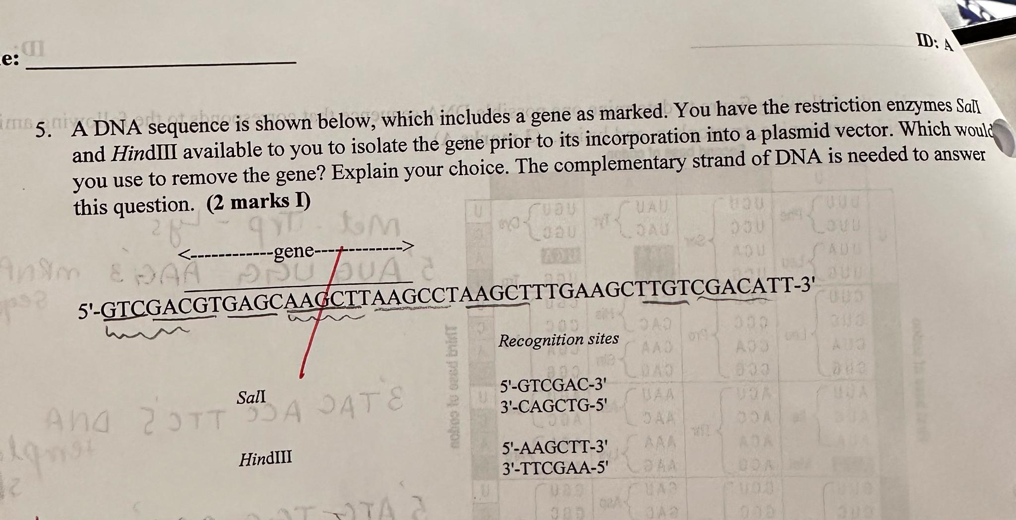 Solved A DNA sequence is shown below, which includes a gene | Chegg.com