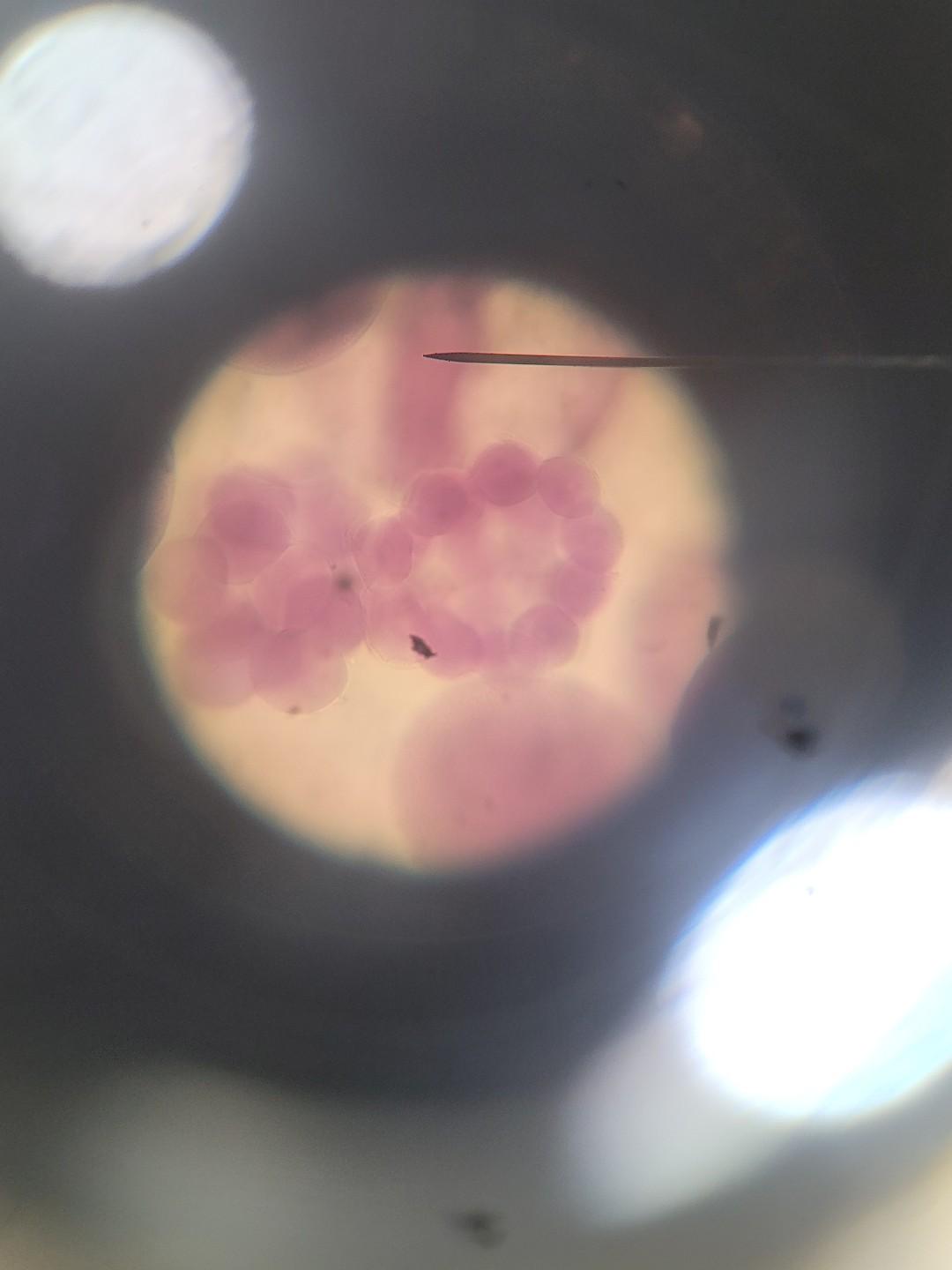 Frimal Kingdom Animal is a multicellular organism, | Chegg.com