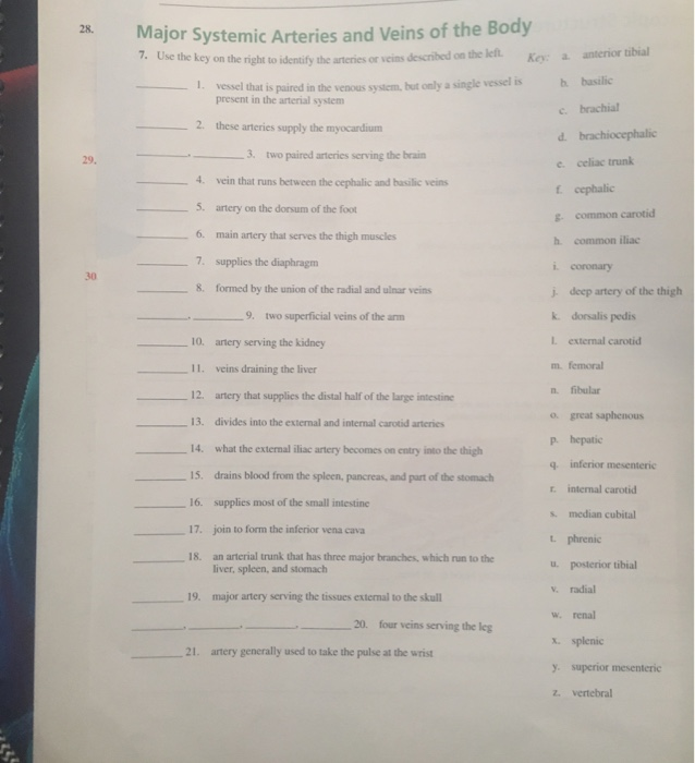 Solved 28. Major Systemic Arteries and Veins of the Body Use | Chegg.com