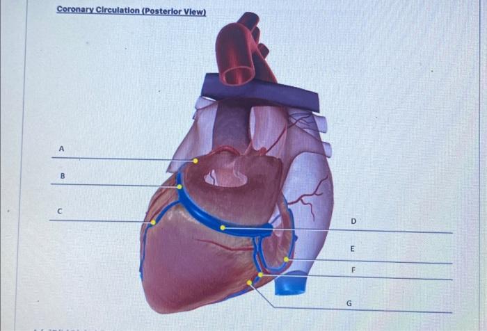 Solved posterior interventricular branch of right coronary | Chegg.com