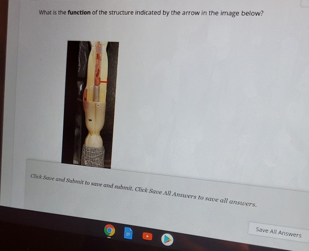 Solved Identify the structure indicated by the arrow in the | Chegg.com