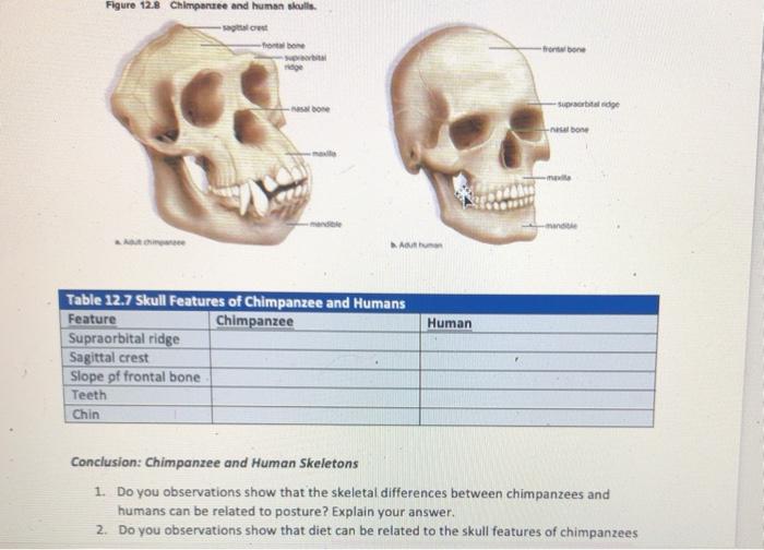 Figure 12.8 Chimpanzee and human skulle bone trombone | Chegg.com
