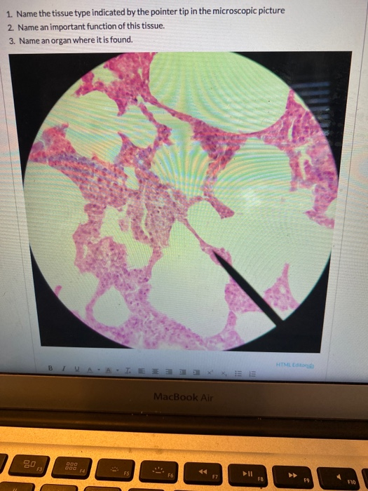 Solved 1. Name the tissue type indicated by the pointer tip | Chegg.com