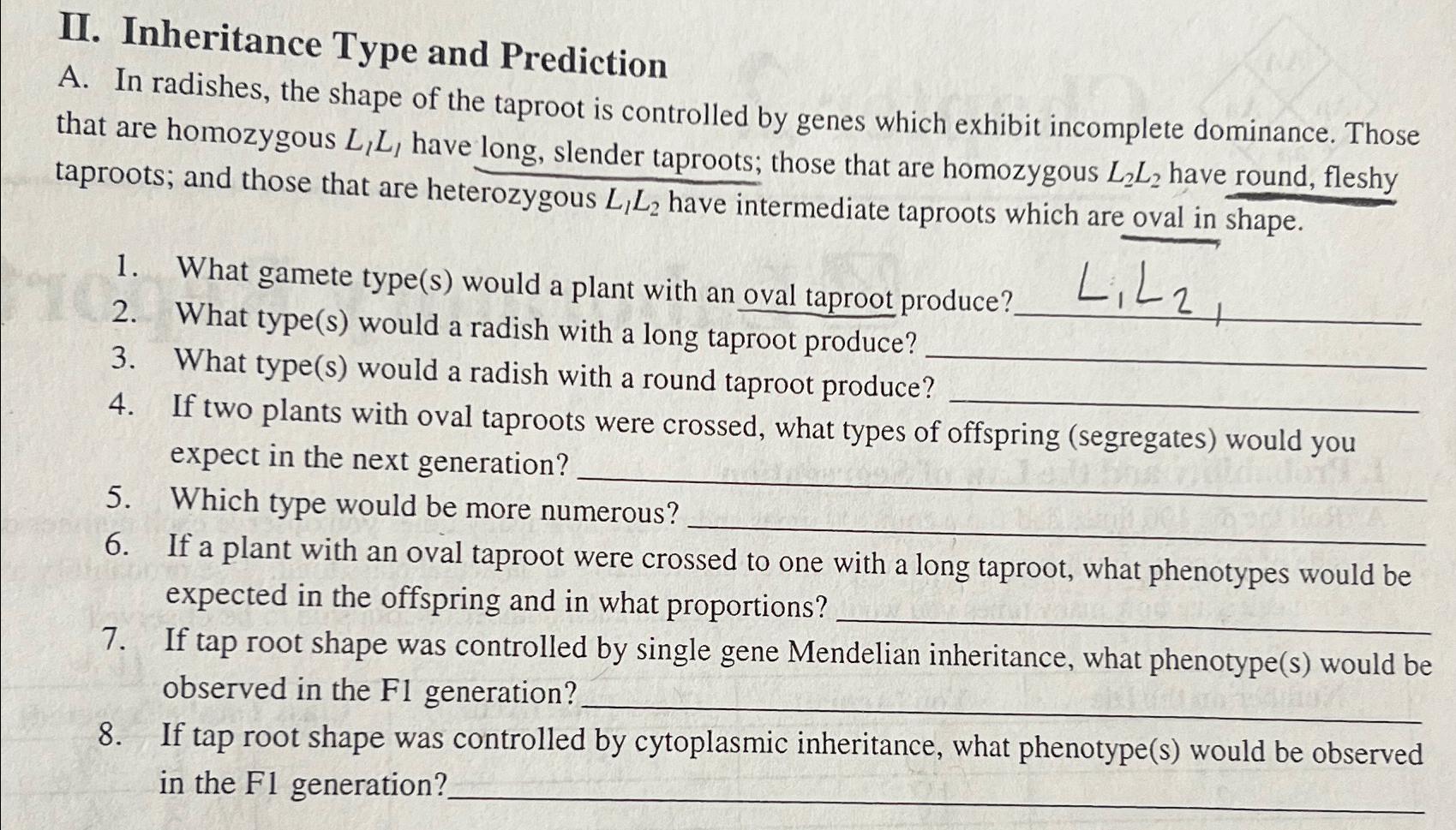Solved II. ﻿Inheritance Type and PredictionA. ﻿In radishes, | Chegg.com