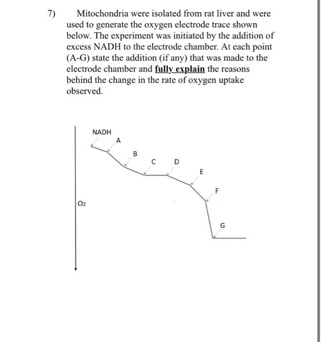 Solved 7) Mitochondria were isolated from rat liver and were | Chegg.com
