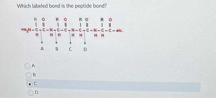 Solved Which labeled bond is the peptide bond? | Chegg.com