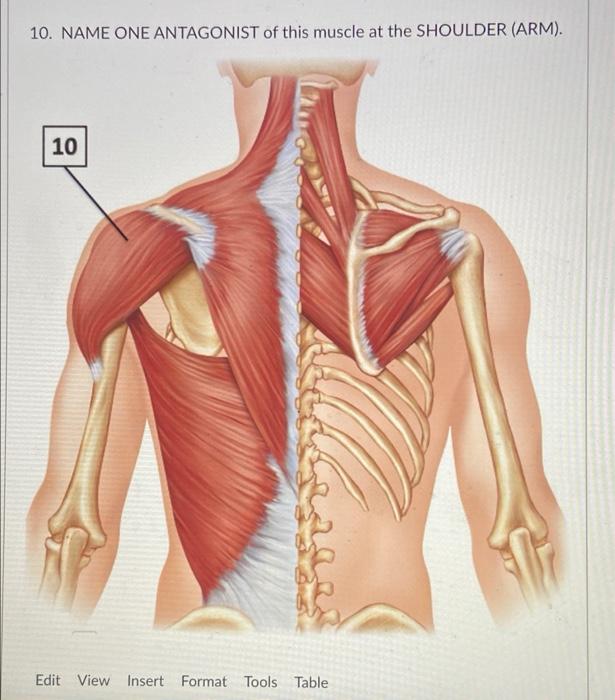 Solved 10. NAME ONE ANTAGONIST of this muscle at the | Chegg.com