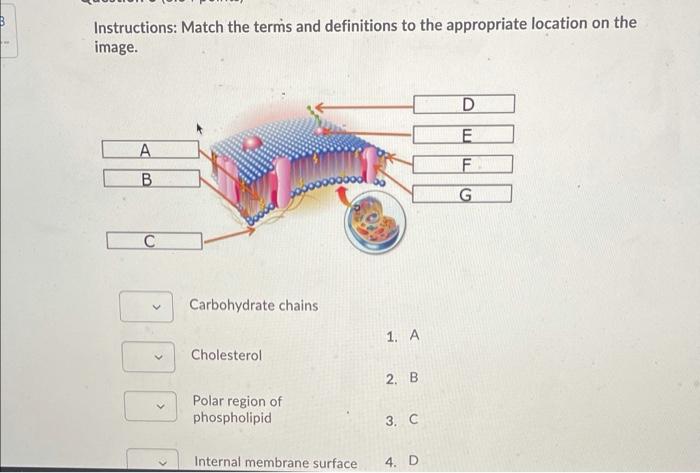 Solved Instructions: Match the terms and definitions to the | Chegg.com