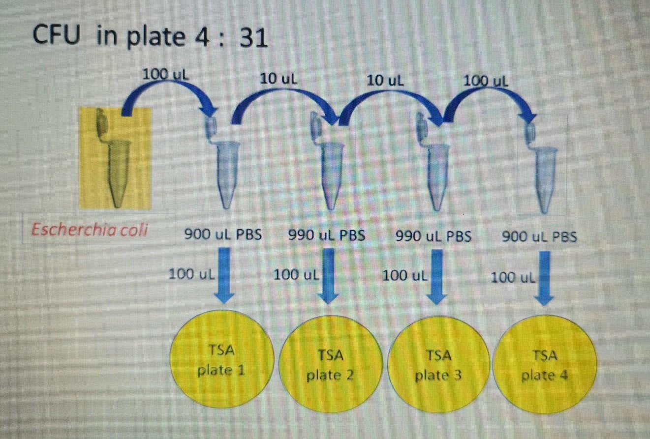 Solved Part.1 Total count 1. Calculate the E. coli cells per | Chegg.com