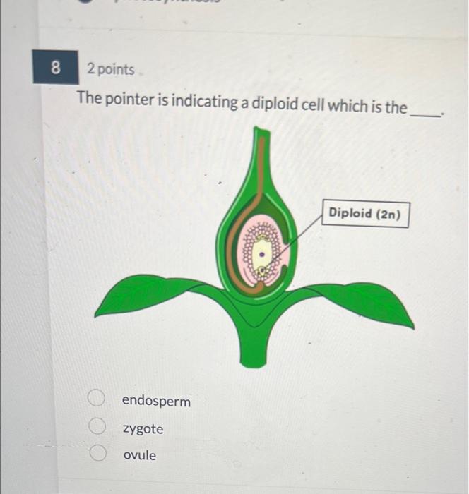 Solved 2 points The pointer is indicating a diploid cell | Chegg.com