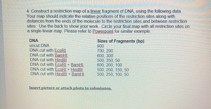 Solved 4. Construct a restriction map of a linear fragment | Chegg.com