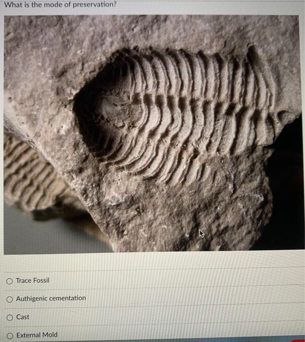 Solved What is the mode of preservation? O Trace Fossil | Chegg.com