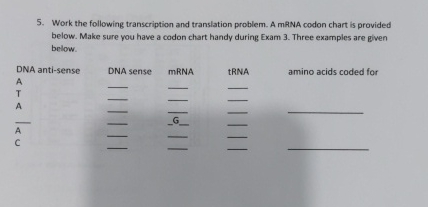 Solved Work the following transcription and translation | Chegg.com